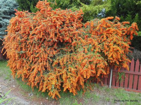 Phil Bendle Collectionpyracantha Firethorn Citscihub