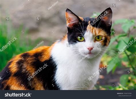 Cute Calico Kittens