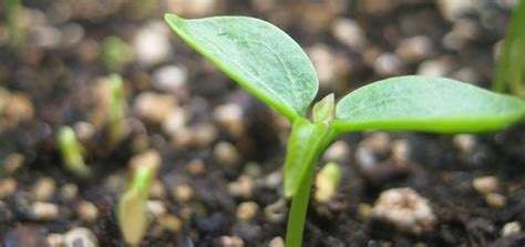 ویدیو های آموزشی از یاخته تا گیاه زیست یاد