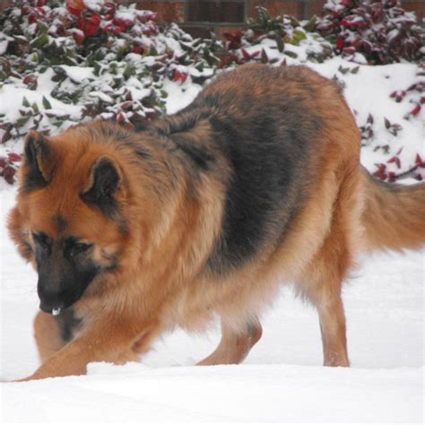 King Shepherd Breed Guide Learn About The King Shepherd