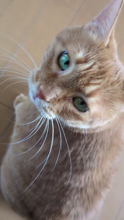 猫 Cat 三毛猫 Catshorts 猫のいる暮らし 猫のいる生活 Cats Youtube