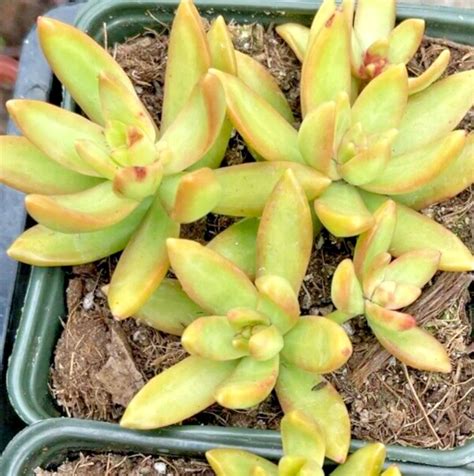 Sedum Adolphii Golden Glow Cuttings 3 Live Succulent Cuttings With Y