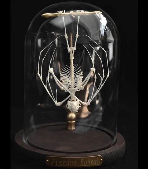 Скелет летучей мыши Orits Aliexpress