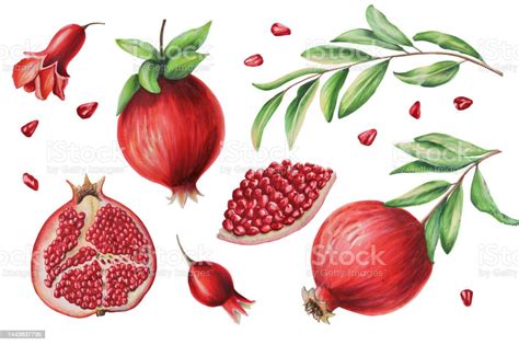 나뭇가지에 수채화 석류 세트 익은 조각 꽃과 석류의 씨앗 손으로 그린 현실적인 맛있는 가닛 빨간 과일 격리 건강한 식생활에 대한 스톡 벡터 아트 및 기타 이미지 Istock