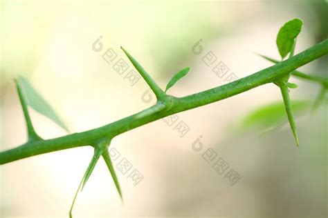 带刺的植物枝图片 包图网企业站