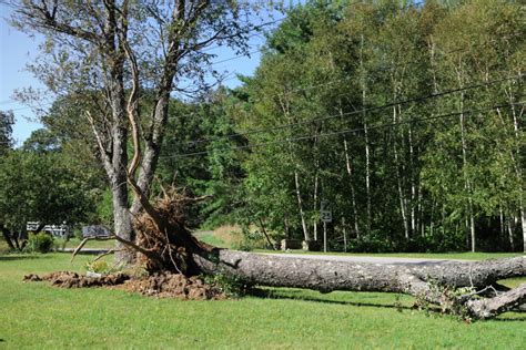 How To Safeguard Trees From Extreme Weather Bayscape