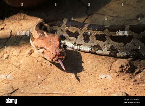 Portrait Of An Adult Reticulated Python Close Up Blur Background Photo Stock Photo Alamy