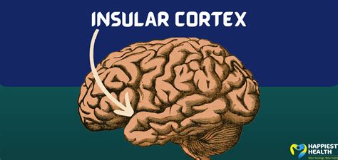Insular Cortex Where Mindfulness Resides Happiest Health