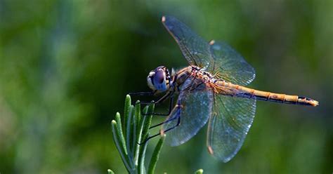 Dragonflies Aerial Gymnastics Include Upside Down Backflips