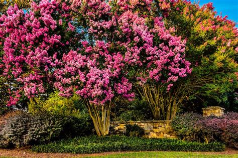 Pruning Crepe Myrtle Australian Guide Ultimate Backyard