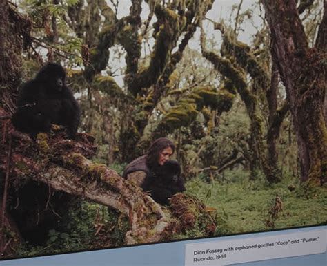 Dian Fossey Biography Gorilla Research Digit And Death Cause