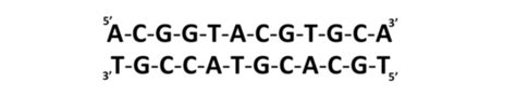 Bio 202 Exam 3 Quiz Question Flashcards Quizlet