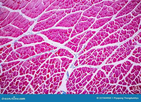 Skeletal Striated Muscle Tissue Under The Microscope Royalty Free Stock