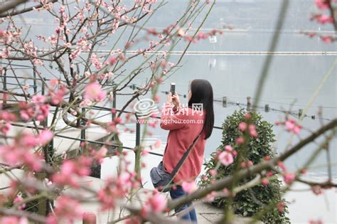 司马一民天下梅花看孤山 杭州新闻中心 杭州网
