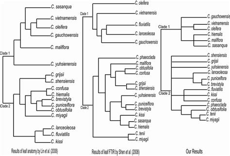 Differences Among Species Classifications Based On Leaf Anatomy Leaf