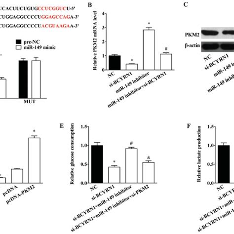 mir 149 regulates the expression of pkm2 a binding site between