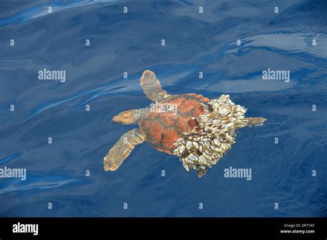 Barnacles On Turtles