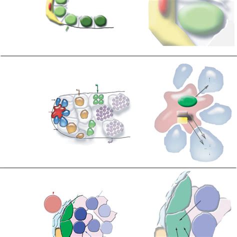 Stem Cell Niche Organization And Signalling A In The Proximal Arm Of Download Scientific