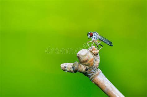 Insects Robber Flybug Stock Image Image Of Antenna 93601831