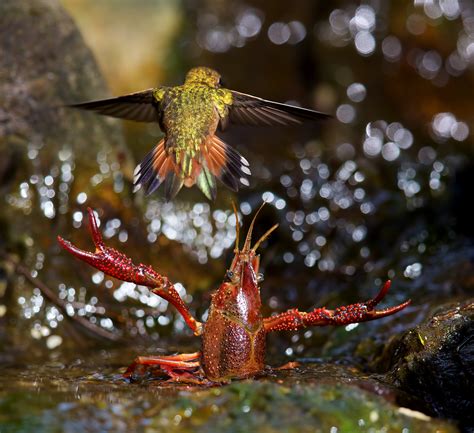 Crayfish Defending Its Turf From A Hummingbird Rpics