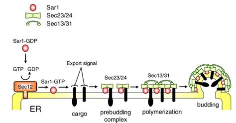21 Copii Vesicle Assembly And Selective Packaging Of Cargo Proteins On Download Scientific