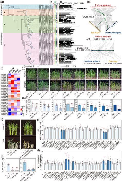 An Expanded Cysteine‐rich Receptor‐like Kinase Gene Cluster Functionally Differentiates In