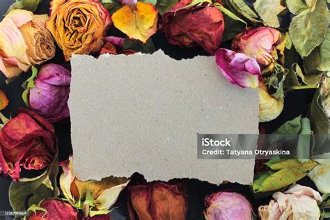 장미 꽃잎 햇빛과 그림자와 흰색 종이 배경에 잎의 건조 싹을 마련의 프레임 플랫 평설 축제 꽃 의 플로럴 Сoncept 의 휴일 인사말 카드 공간을 복사합니다 가을에 대한