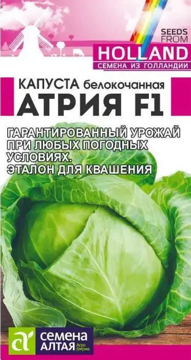 Капуста Атрия F1 (12шт) - Семена Алтая: описание сорта, фото - купить ...