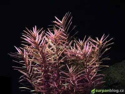 Rotala rotundifolia H'Ra (Gia Lai) - Kolovka okrouhlolistá H'Ra (Gia ...