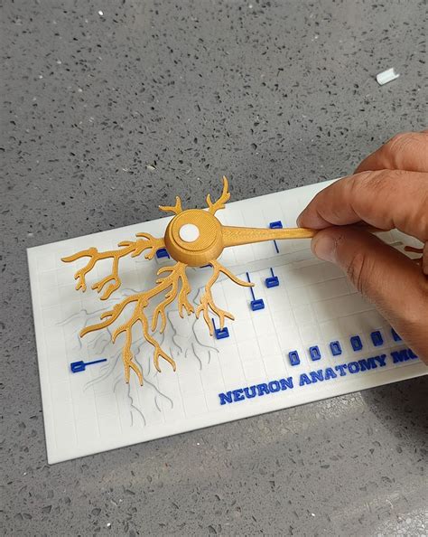 Interactive Neuron Anatomy Model By Noodjuice Makerworld