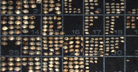 When Males Invest Too Much In Sex Extinction Looms The Atlantic