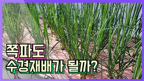 수경재배 쪽파도 수경재배 가능해요 수경재배의 모든것 분무수경재배수경재배기 Youtube