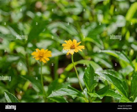 Wedelia Trilobata Sphagneticola Trilobata Creeping Daisy Trailing