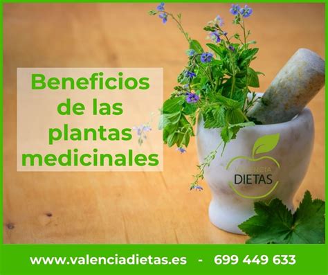 Importancia Y Beneficios De Las Plantas Medicinales Estos Beneficios