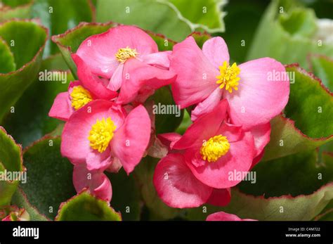 Wax Begonia Wax Leaf Begonia Begonia X Semperfloren Cultorum Close
