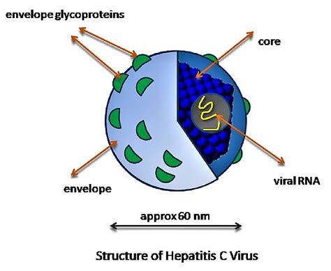 Hepatitis C Virus Hcv Morphology Transmission Clinical Features
