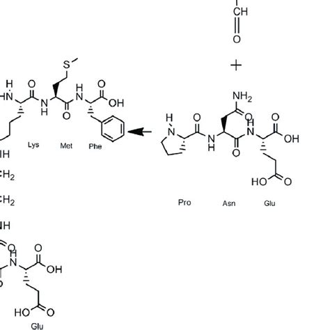 Protein Crosslinking By Formaldehyde Induced Methylene Bridges Download Scientific Diagram