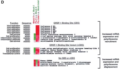 Polyribosome And Microarray Analysis Of Infected Cells Polysome