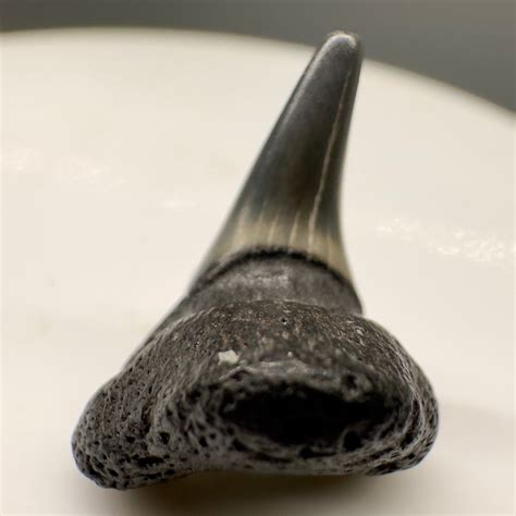 Megalodon Teeth Best Sellers Of Fossil Shark Teeth