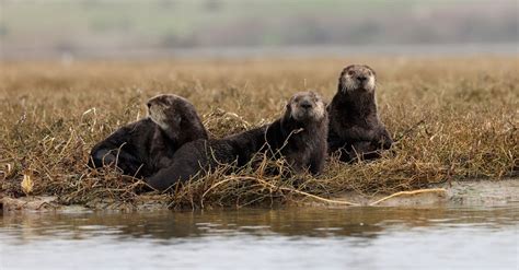 Do Seals Have Tails Or Feet