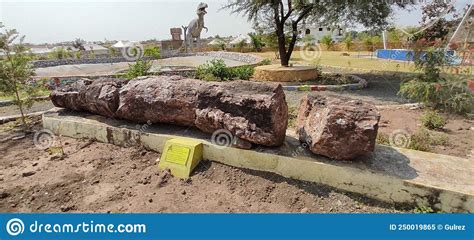 Fossilized Tree In Indian Museum Editorial Image Image Of Piece India 250019865