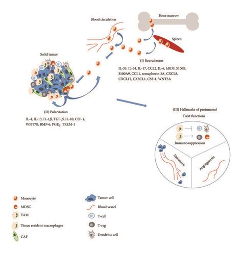 Solid Tumors Are Composed Of Heterogeneous Cell Populations Comprising Download Scientific