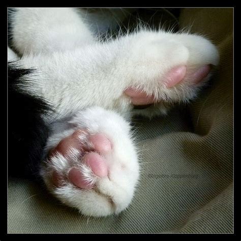 Adorable Close Up Of A Cats Paw Calico Cat Paw Details White Paws