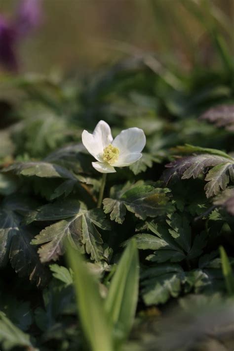 春の花Ⅱ 野山に遊ぶ