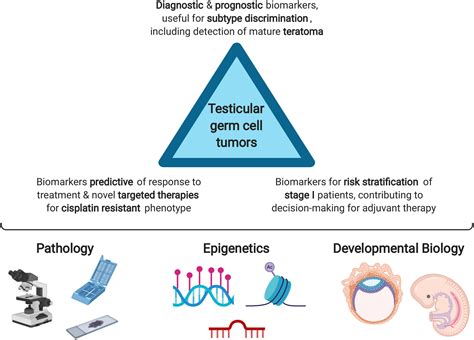 Molecular Biomarkers With Potential Clinical Application In Testicular Cancer Modern Pathology