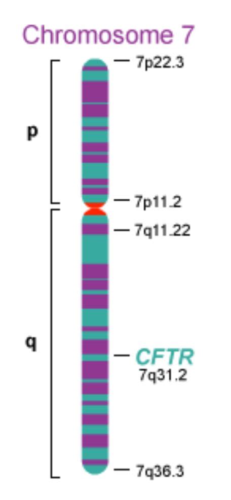 Genetic Testing There Are So Many Tests To Choose From Karyotype Microarray Whole Exome