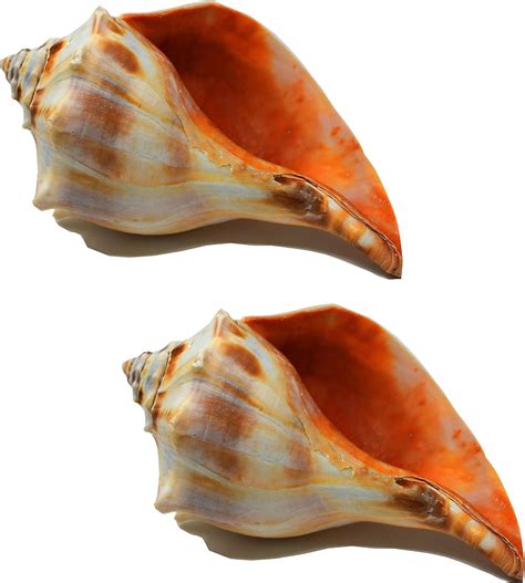 Atlantic Whelk Sea Shell Florida Left Whelk Large Shell For Display And Home Decor