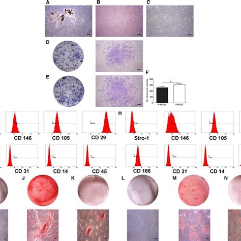 Isolation Culture Surface Marker Characterization And Differentiation Download Scientific