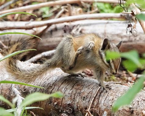 Neotamias Amoenus Yellow Pine Chipmunk 10000 Things Of The Pacific