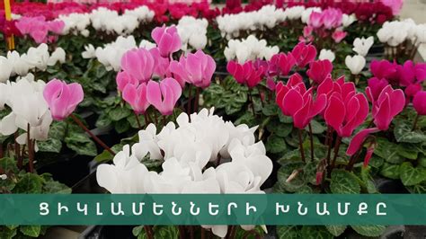 Ցիկլամենների կյանքի ցիկլը և խնամքը Աճեցրեք մինչև ամառ ծաղկող ցիկլամեններ Youtube